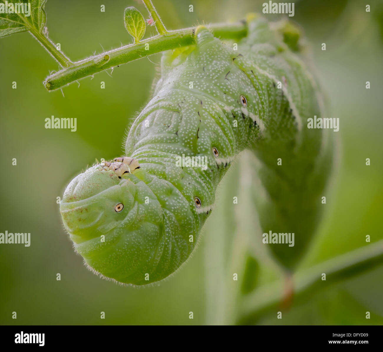 Tobacco worm hi-res stock photography and images - Alamy