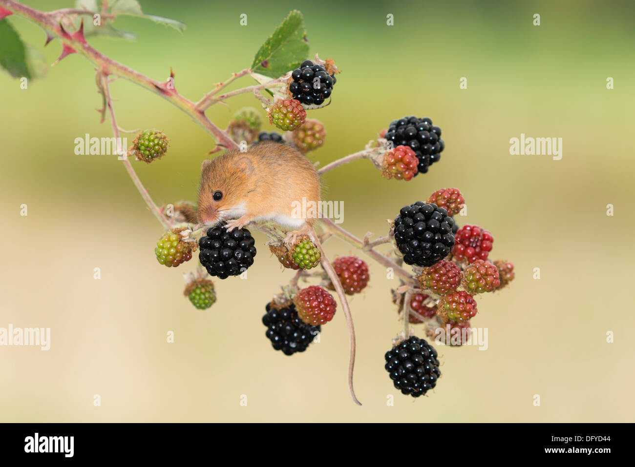 A European Harvest Mouse eating Blackberries Stock Photo - Alamy