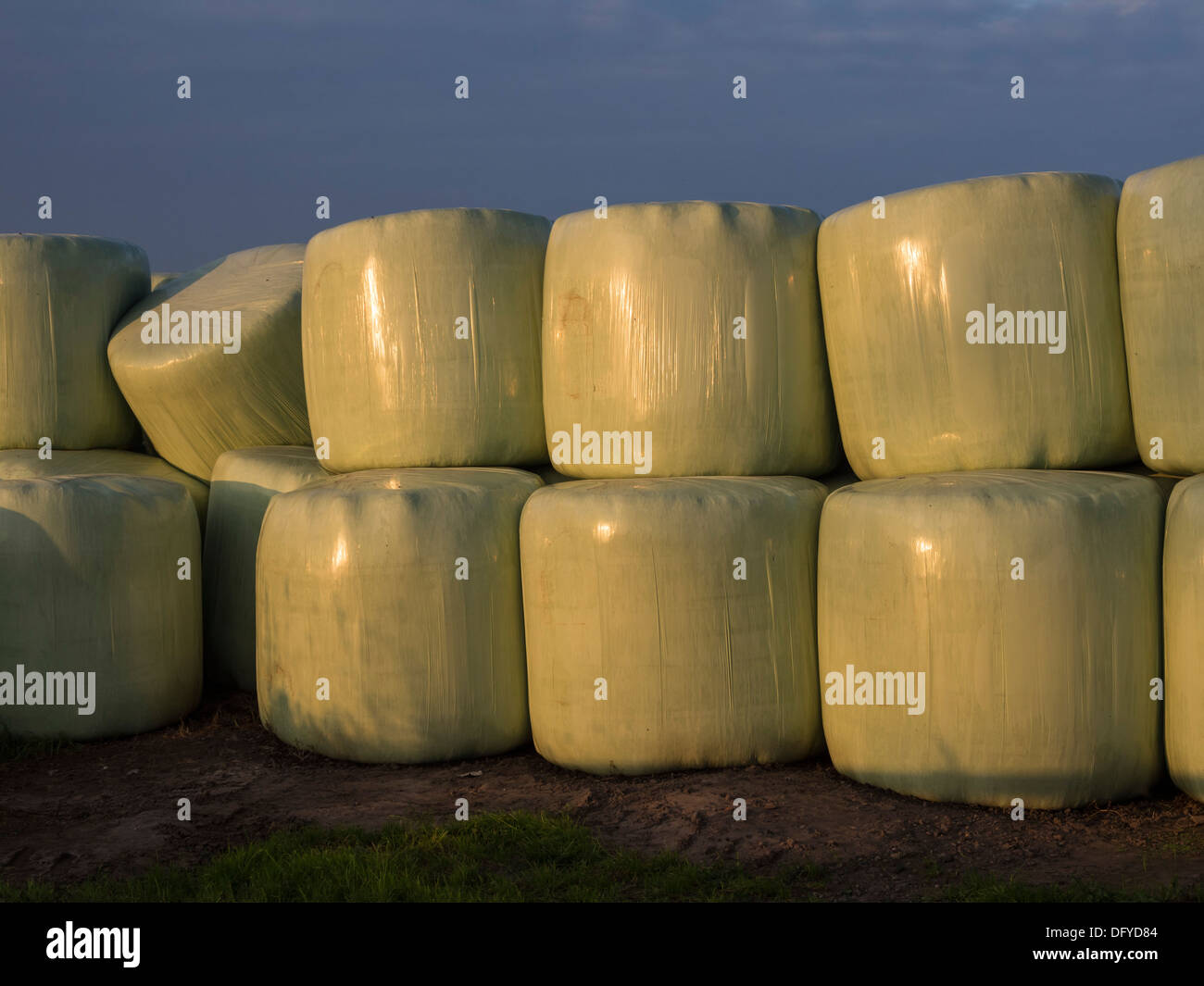 Plastic wrapped grass silage bales - light coloured plastic instead of ...