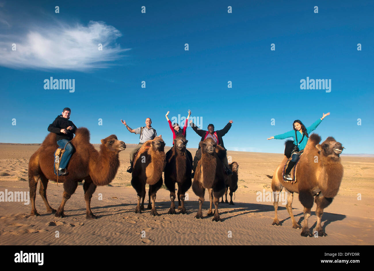 Bactrian camels camelus bactrianus in mongolian steppe hi-res stock ...