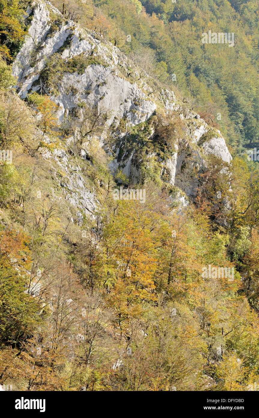 Temperate deciduous forest hi-res stock photography and images - Alamy