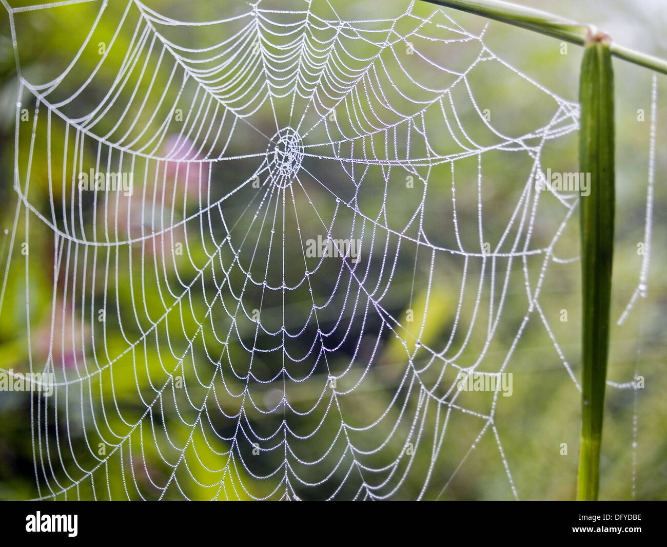 Spider web after rain Stock Photo - Alamy