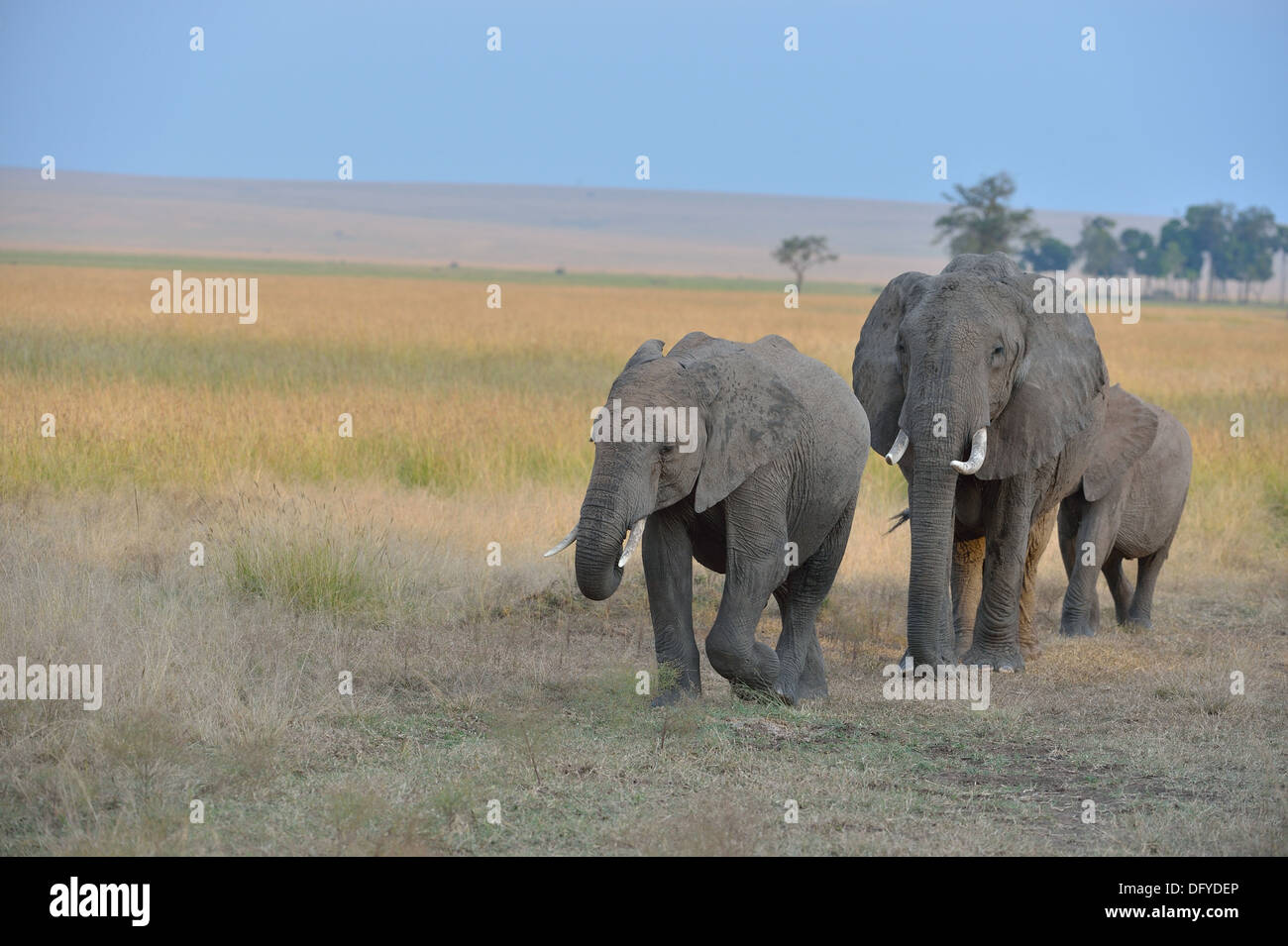 African bush elephant - Savanna elephant - Bush elephant (Loxodonta ...