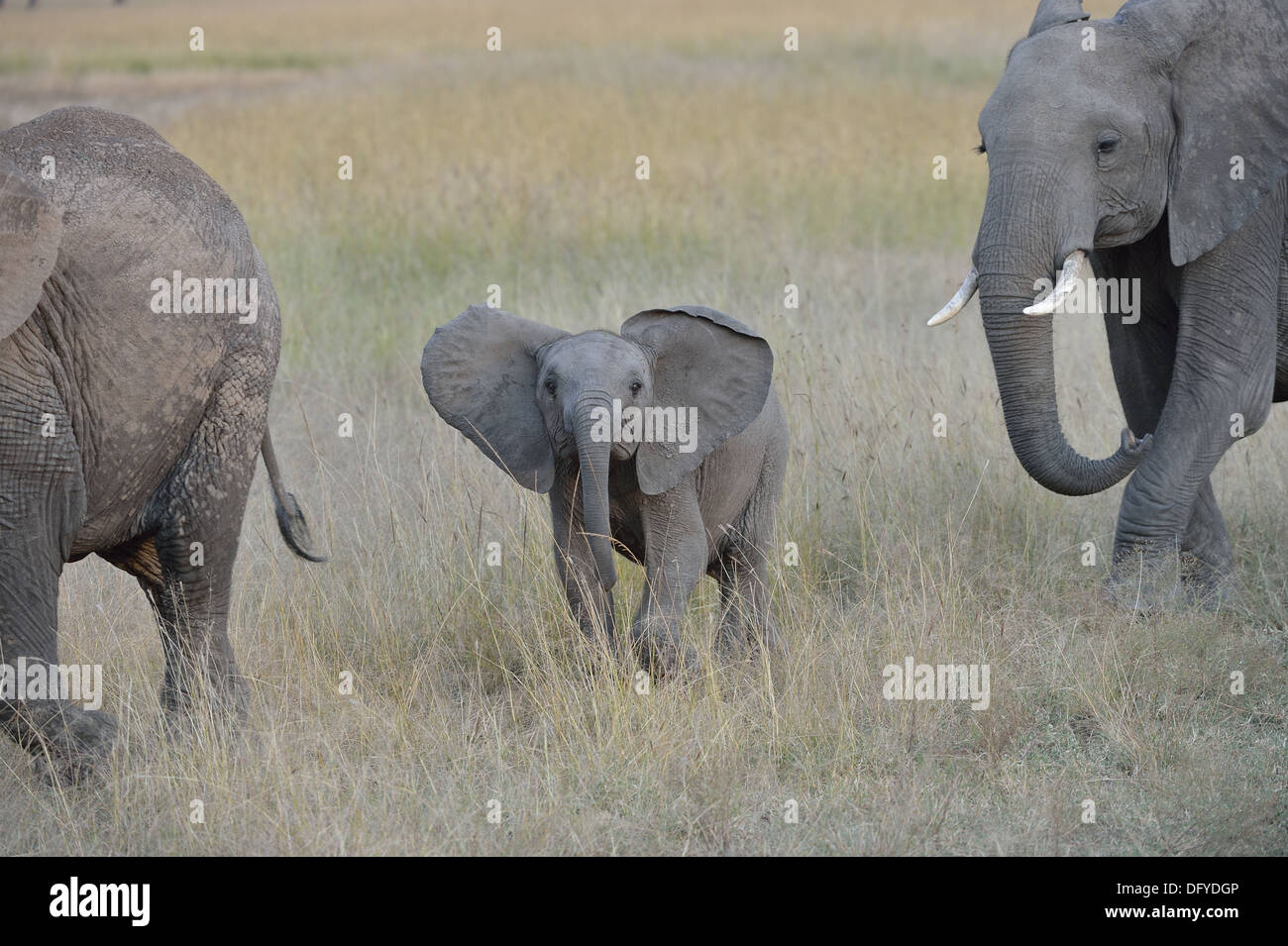 African bush elephant - Savanna elephant - Bush elephant (Loxodonta ...
