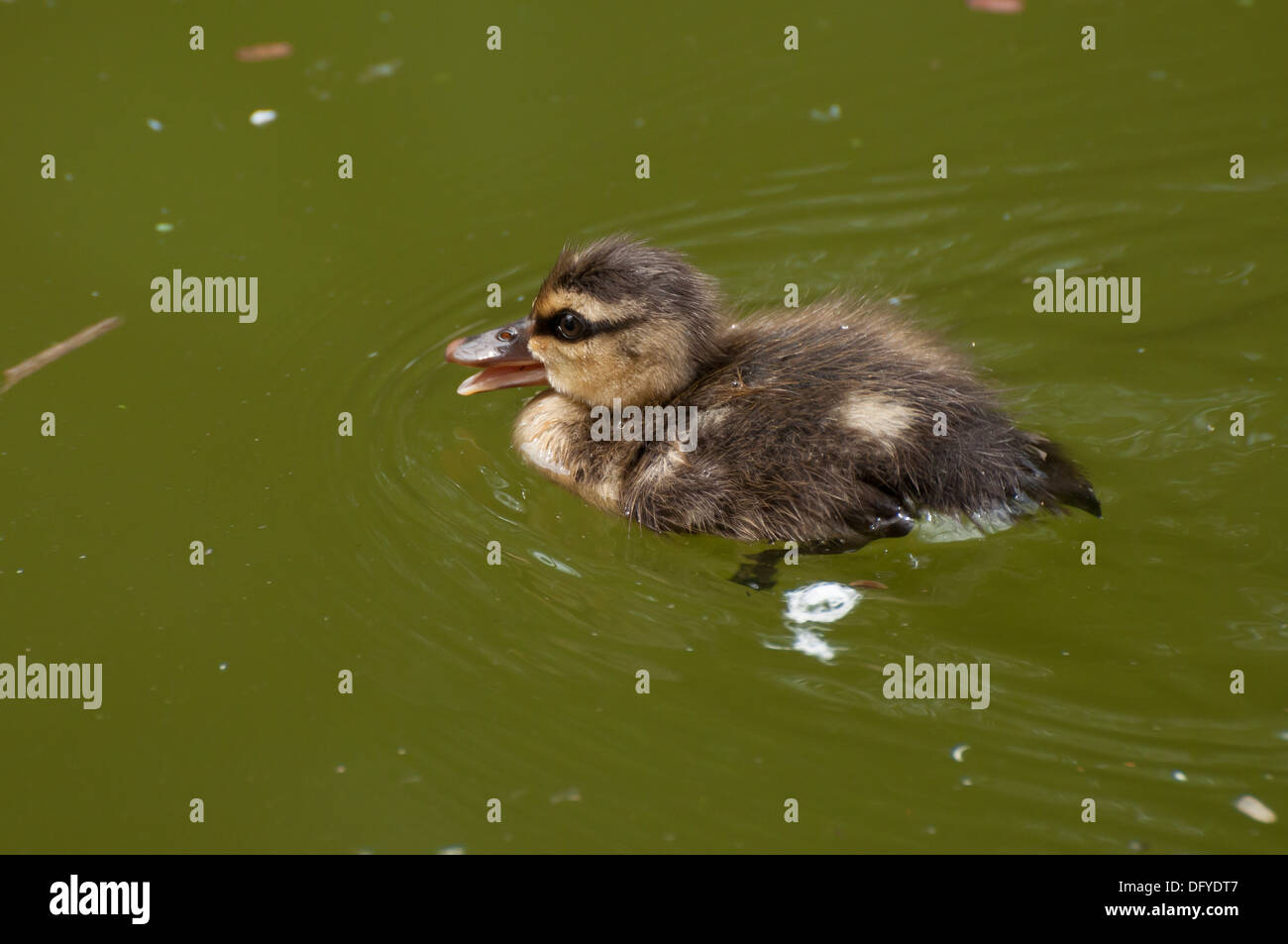 cute little duckling swimming Stock Photo - Alamy