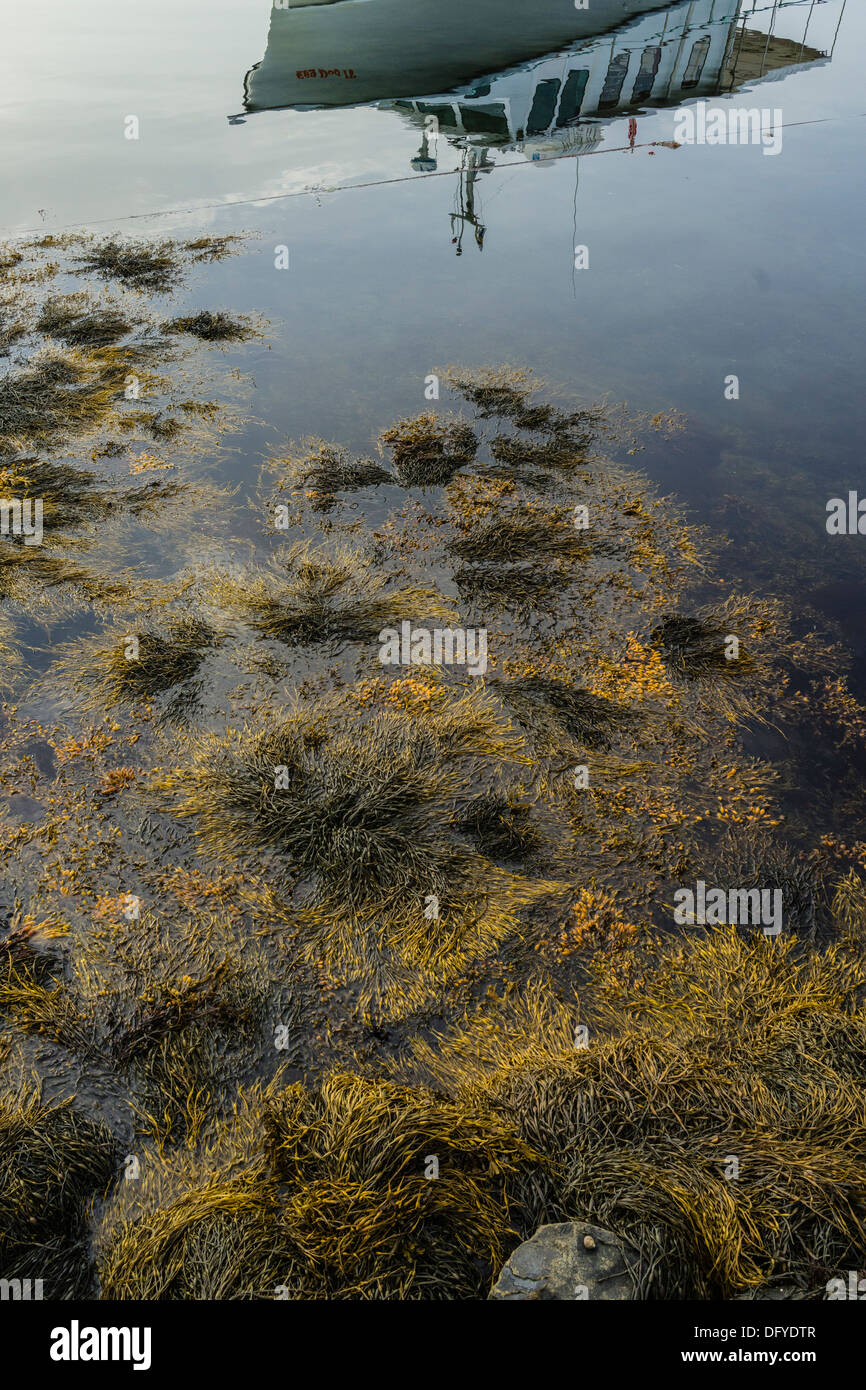 Kelp bed hi-res stock photography and images - Alamy
