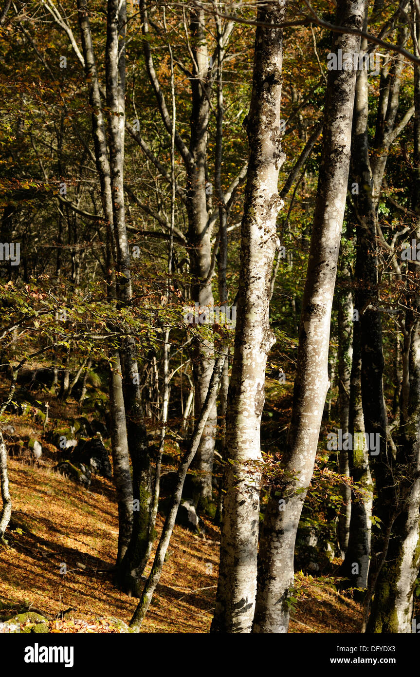 Temperate deciduous forest hi-res stock photography and images - Alamy