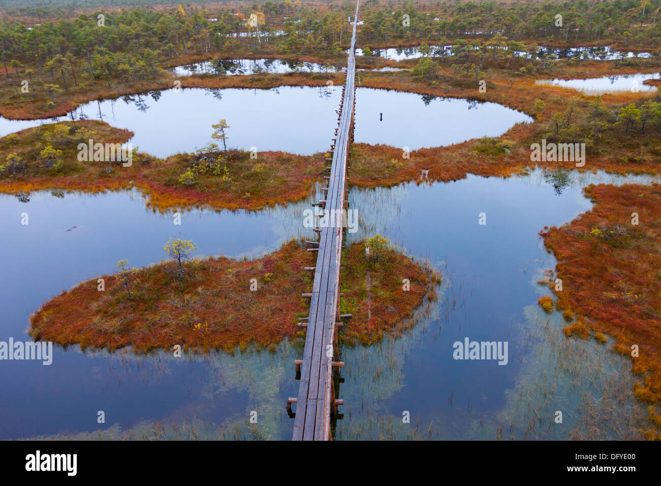 Marsh moss hi-res stock photography and images - Alamy