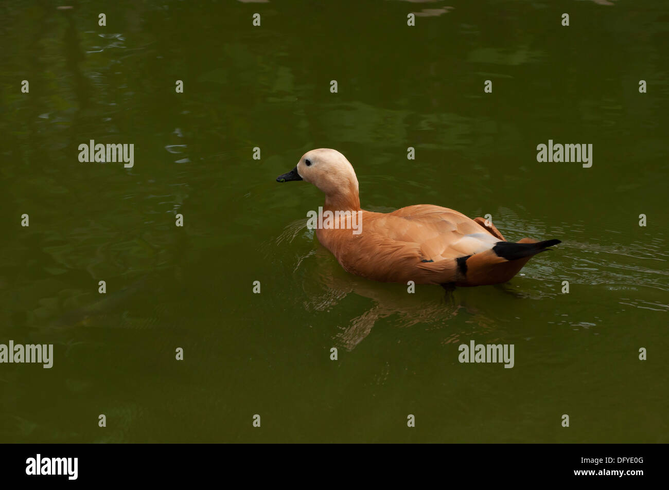 Ruddy shelducks hi-res stock photography and images - Alamy