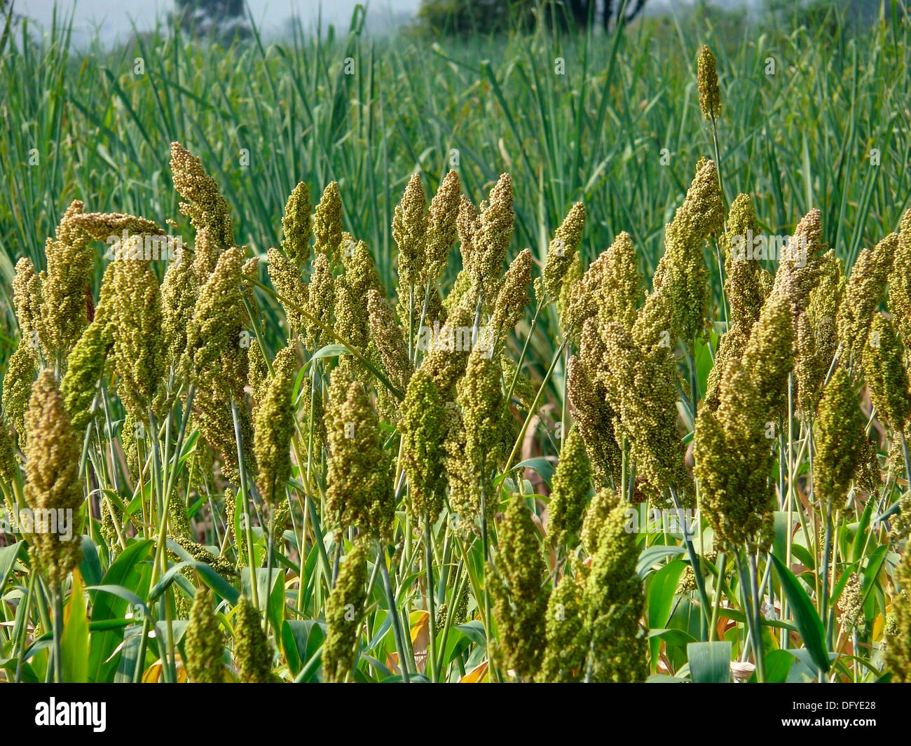 Agriculture jawar hi-res stock photography and images - Alamy