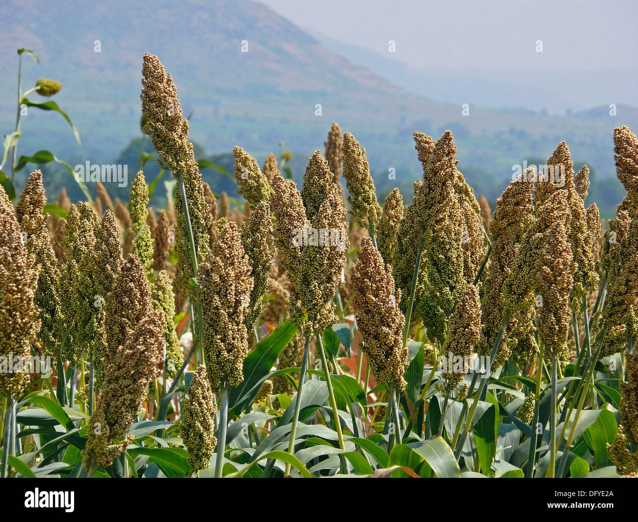 Agriculture jawar hi-res stock photography and images - Alamy