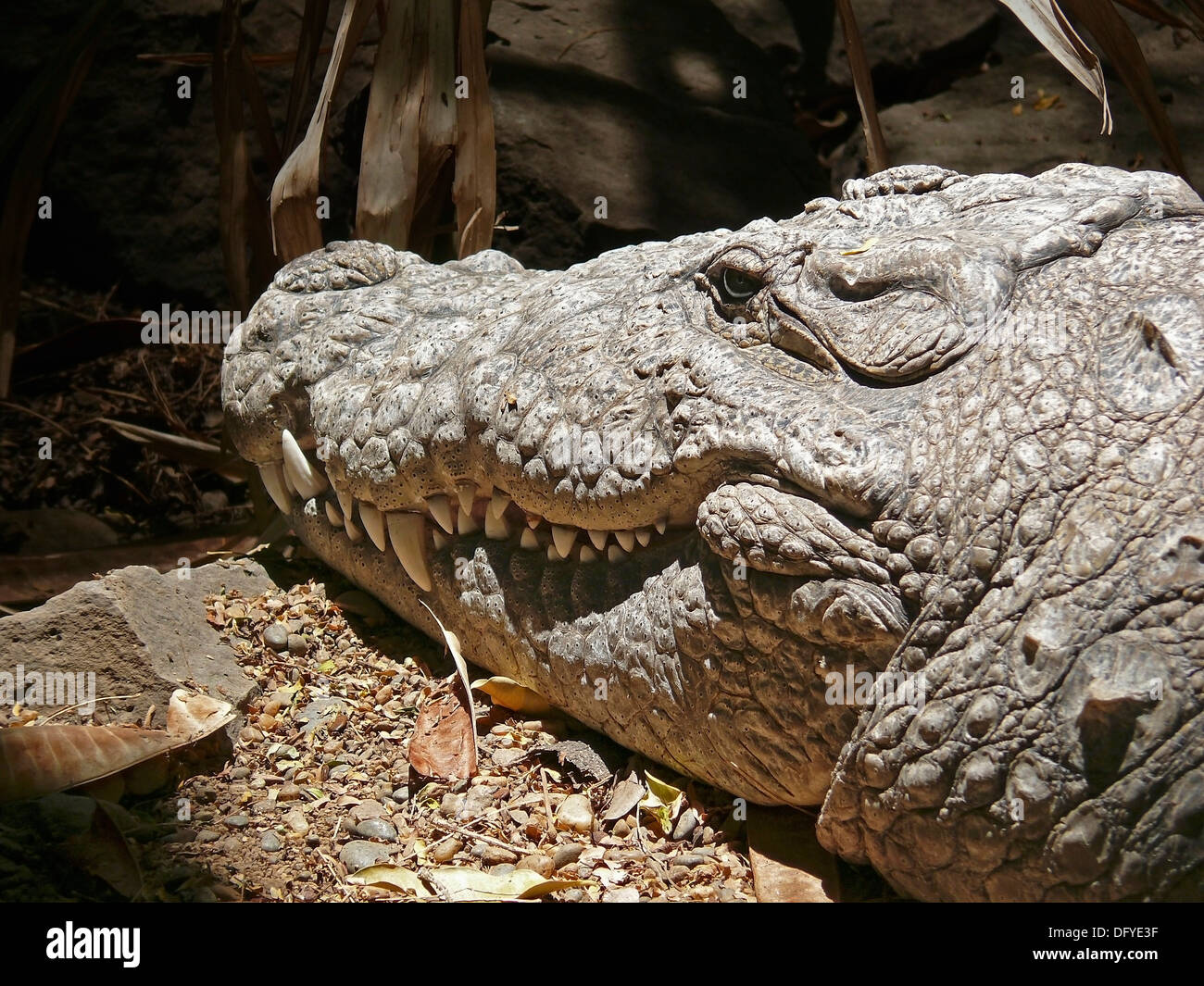 Rajiv gandhi hi-res stock photography and images - Alamy