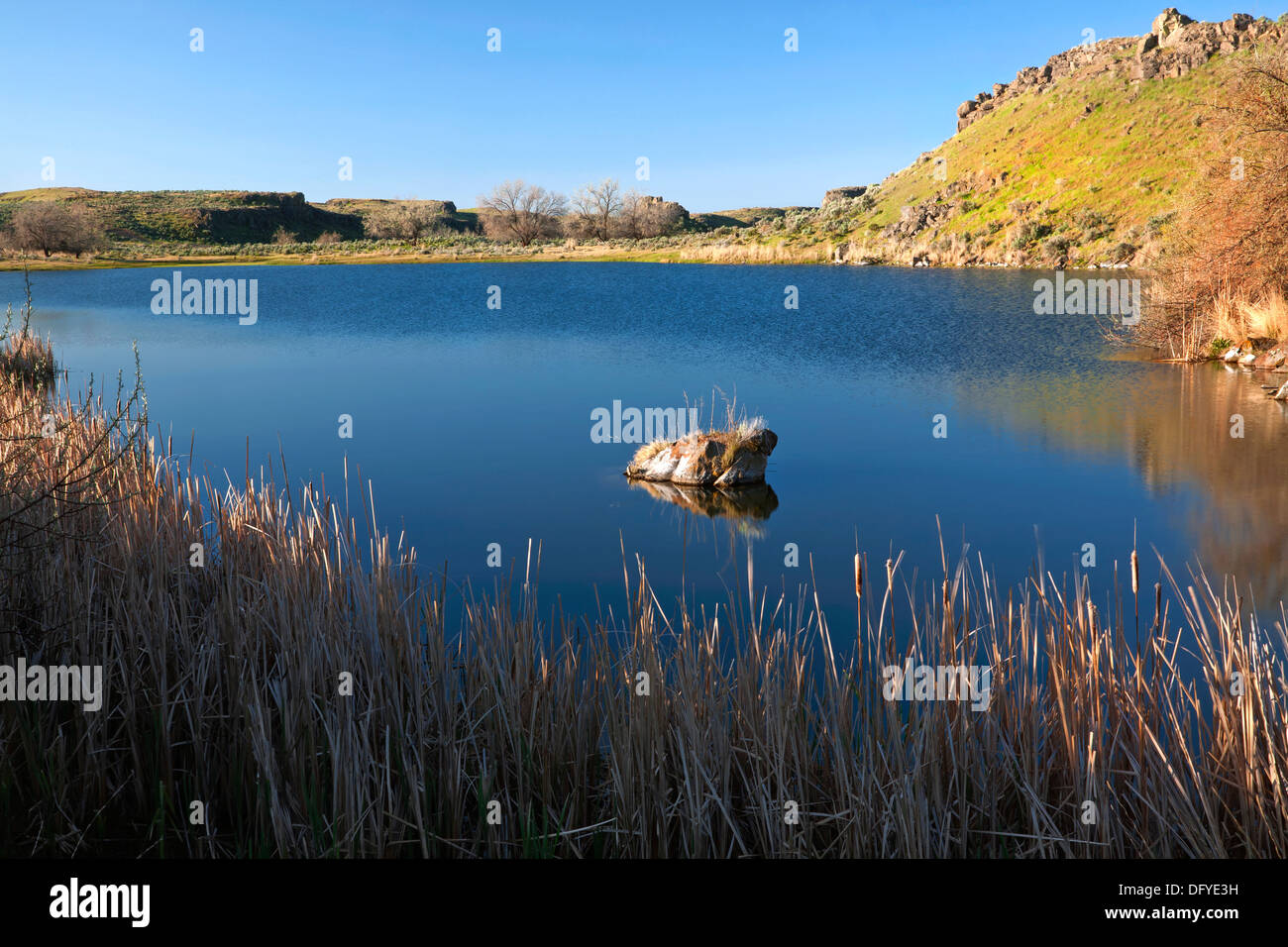 WASHINGTON - Cattails around the shore of Katey Lake in the Seep Lakes ...