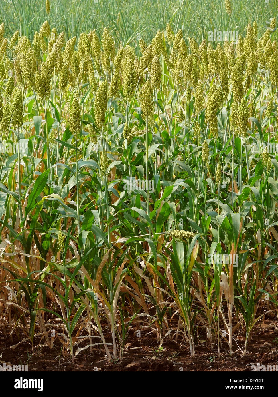 Agriculture jawar hi-res stock photography and images - Alamy