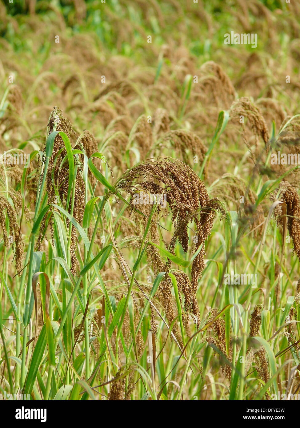 Tandul hi-res stock photography and images - Alamy