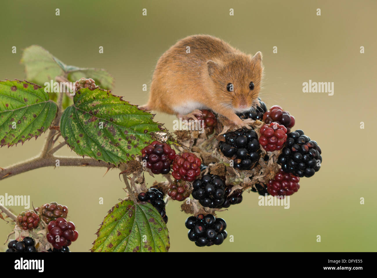 Harvest mouse eating hi-res stock photography and images - Alamy