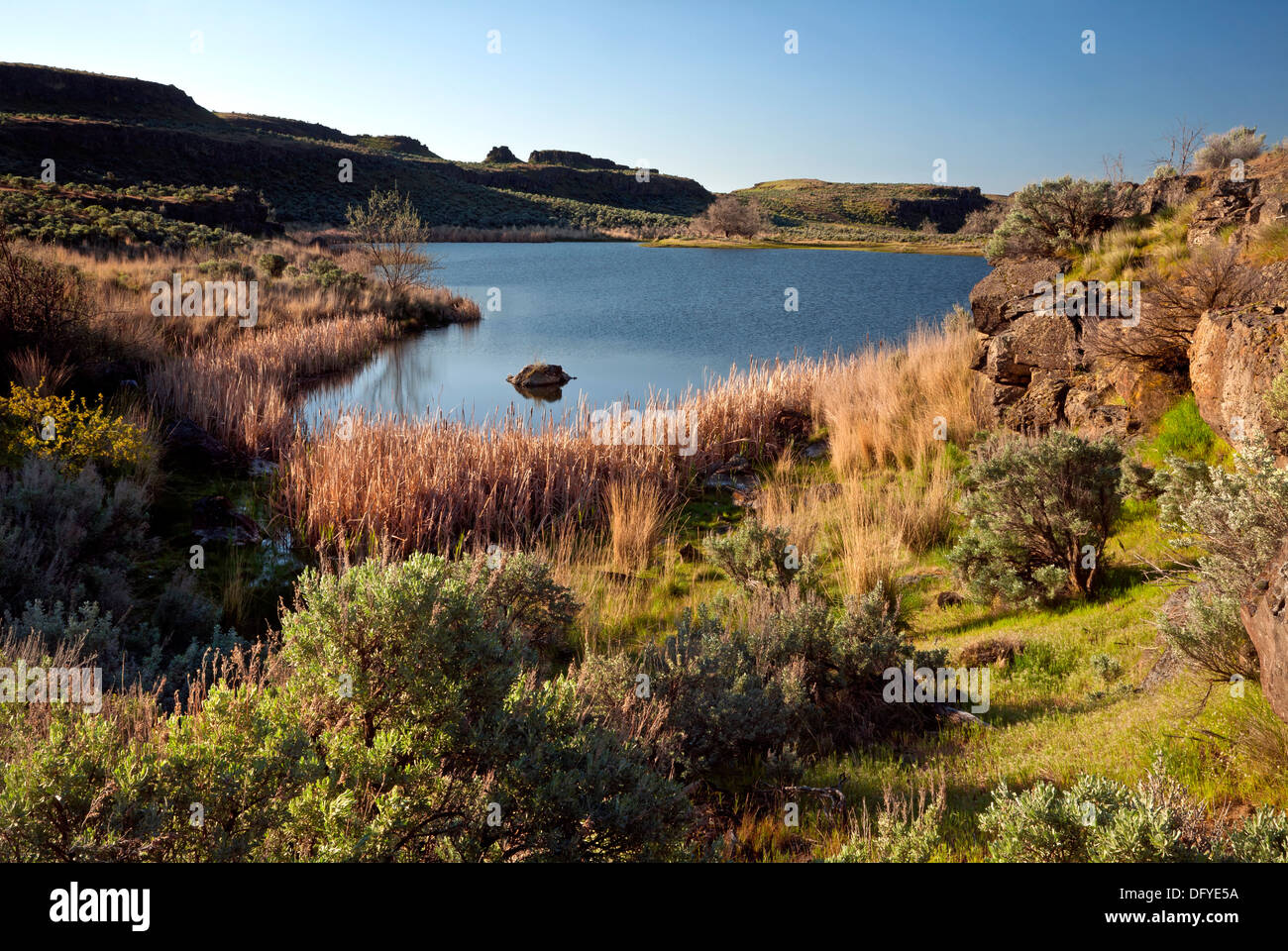 WASHINGTON - Cattails around the shore of Katey Lake in the Seep Lakes ...
