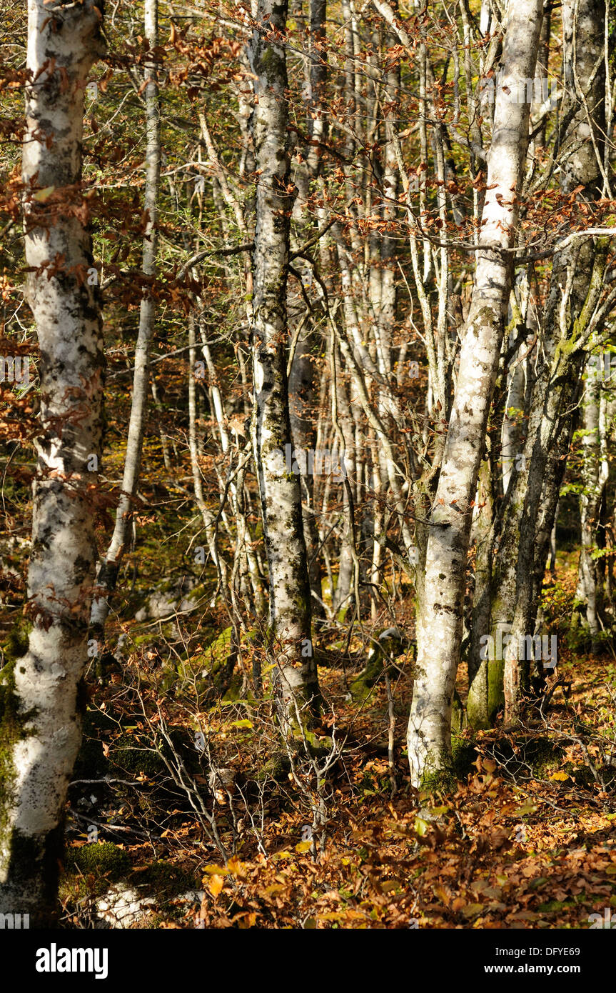 Temperate deciduous forest hi-res stock photography and images - Alamy