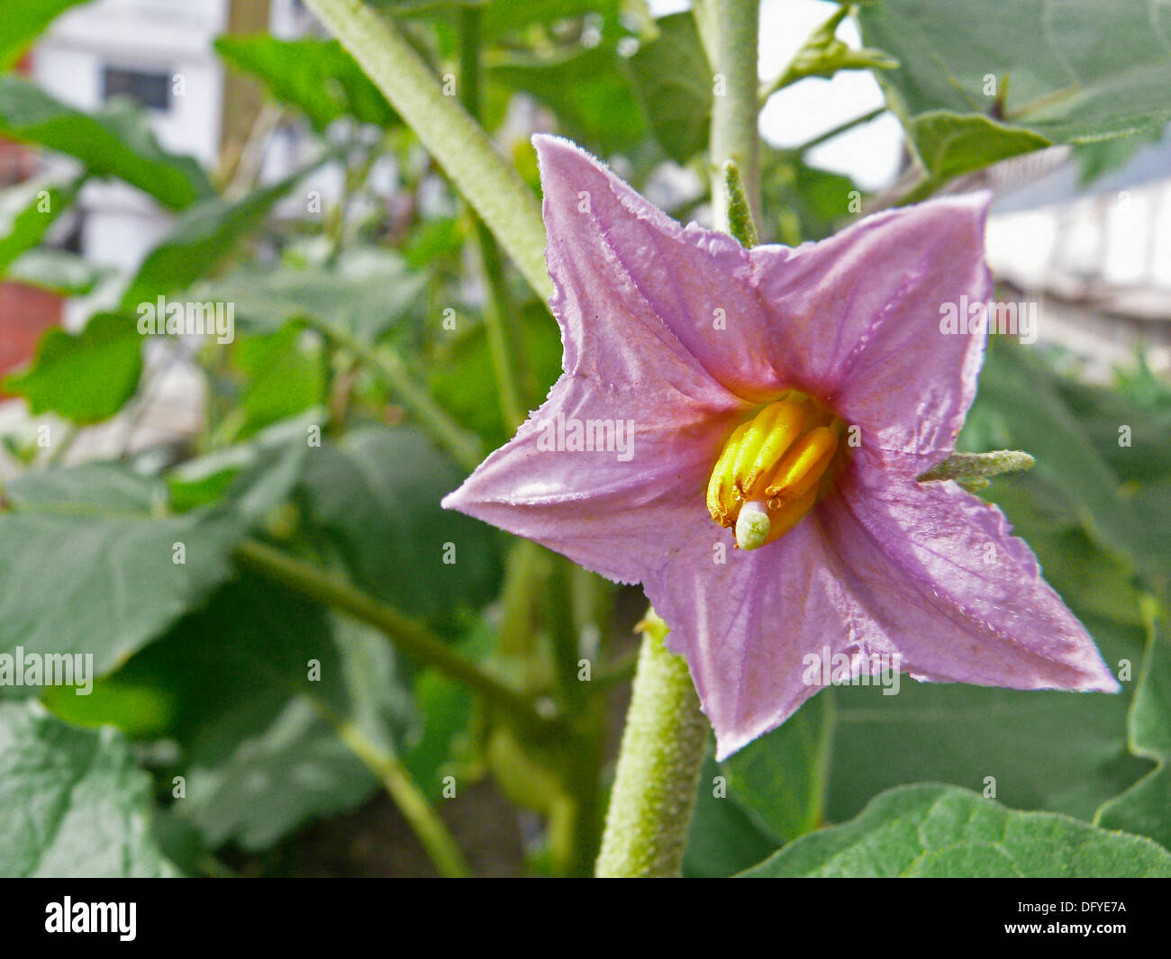 Brinjal Flower