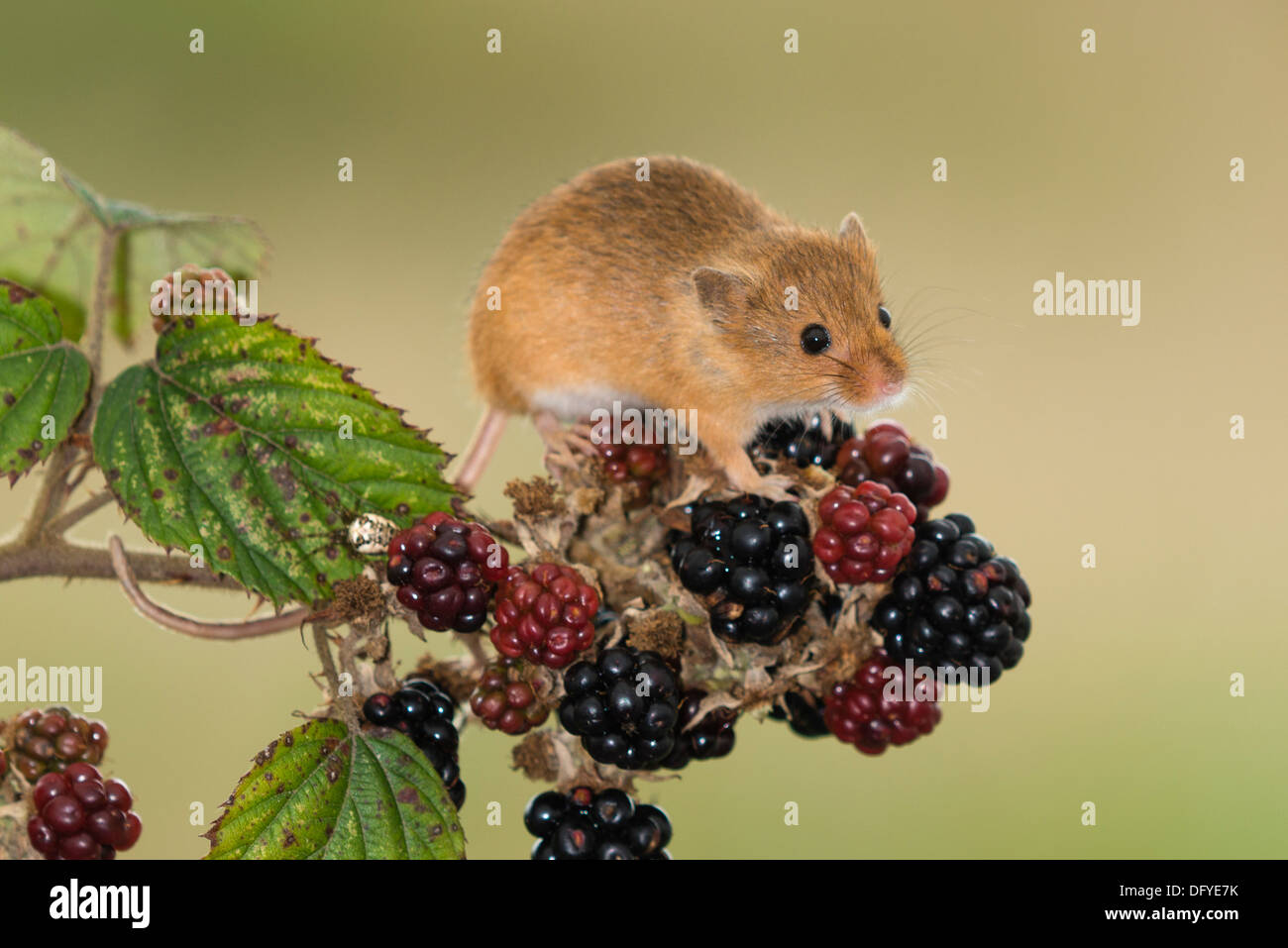 Harvest Mouse Stock Photos & Harvest Mouse Stock Images - Alamy