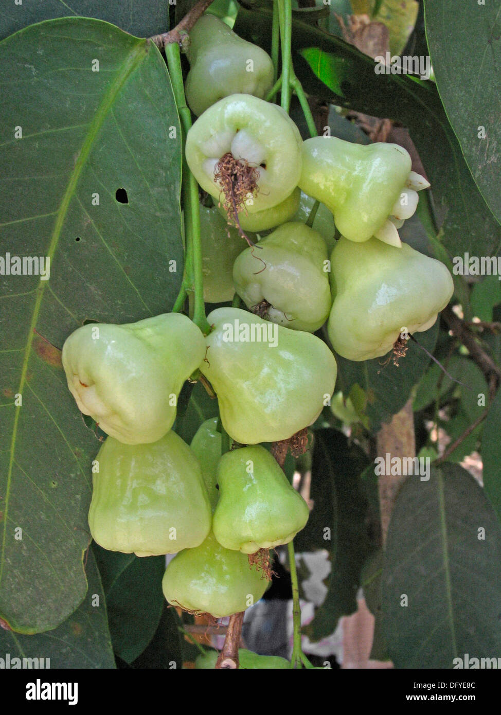 Green Wax Jambu High Resolution Stock Photography and Images - Alamy