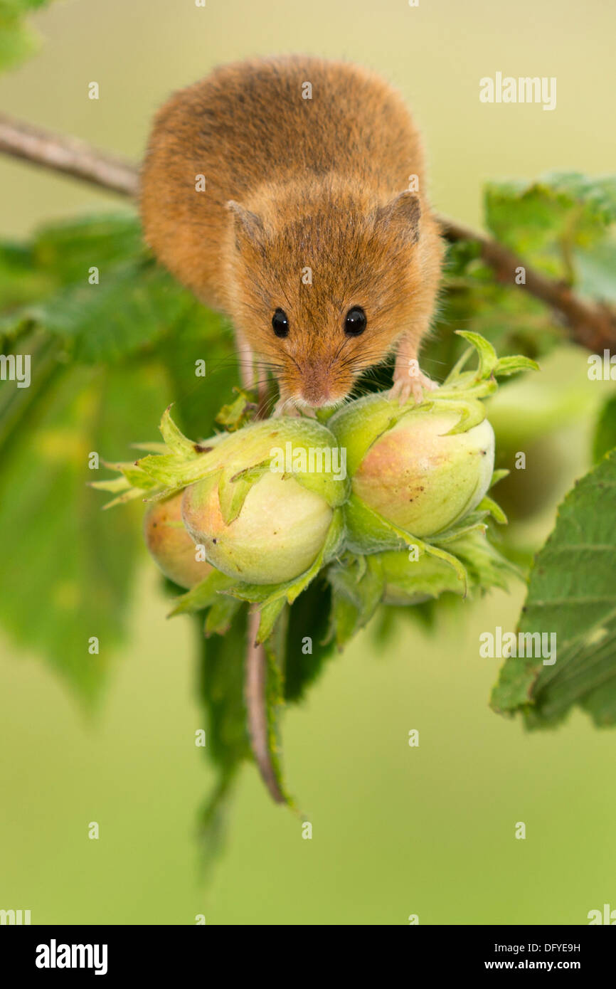A Eurasian Harvest Mouse with Hazel nuts Stock Photo - Alamy