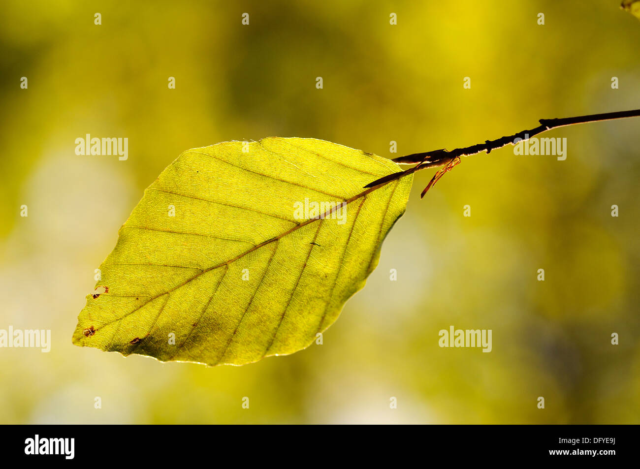 Beech leaf hi-res stock photography and images - Alamy