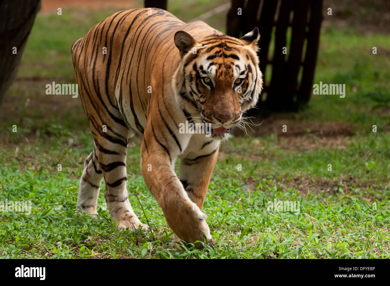 Tiger walking hi-res stock photography and images - Alamy