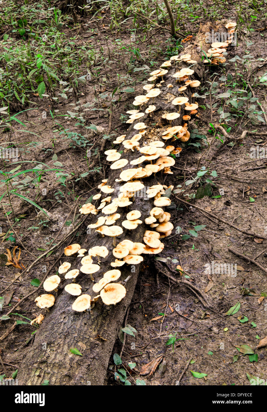 Fungi on pine log hi-res stock photography and images - Alamy