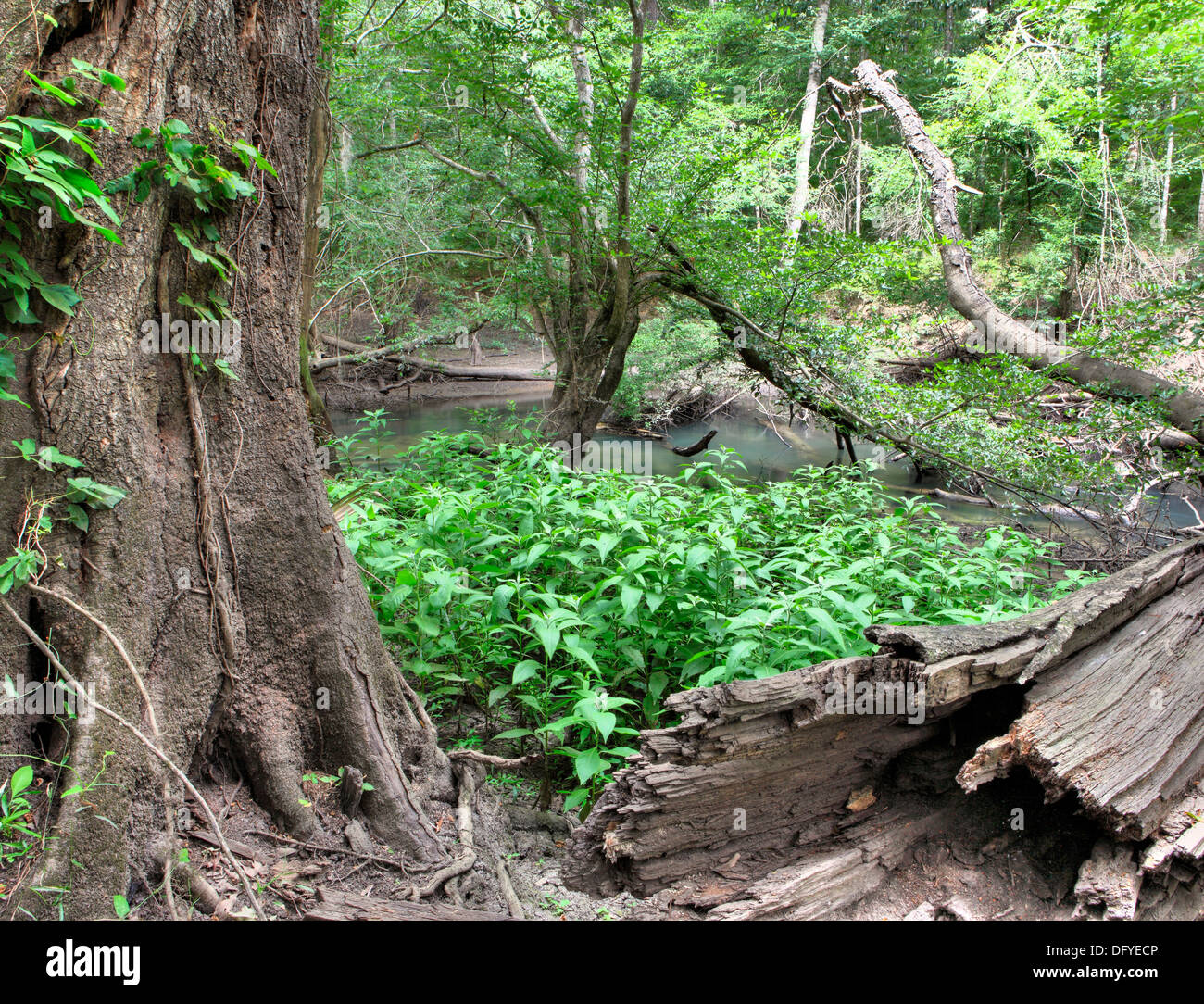 Swamp floodplain hi-res stock photography and images - Alamy