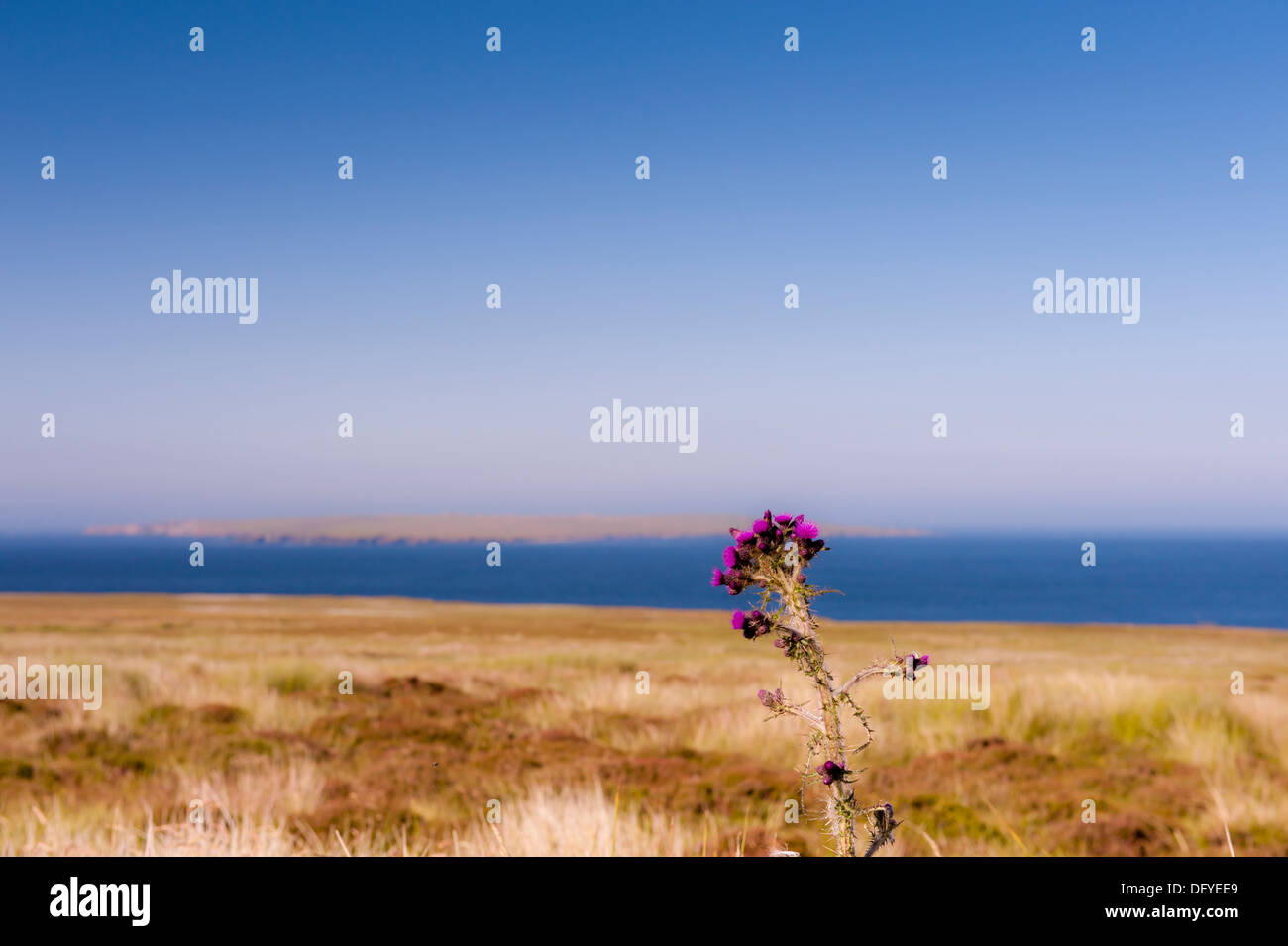 Lone flower hi-res stock photography and images - Alamy