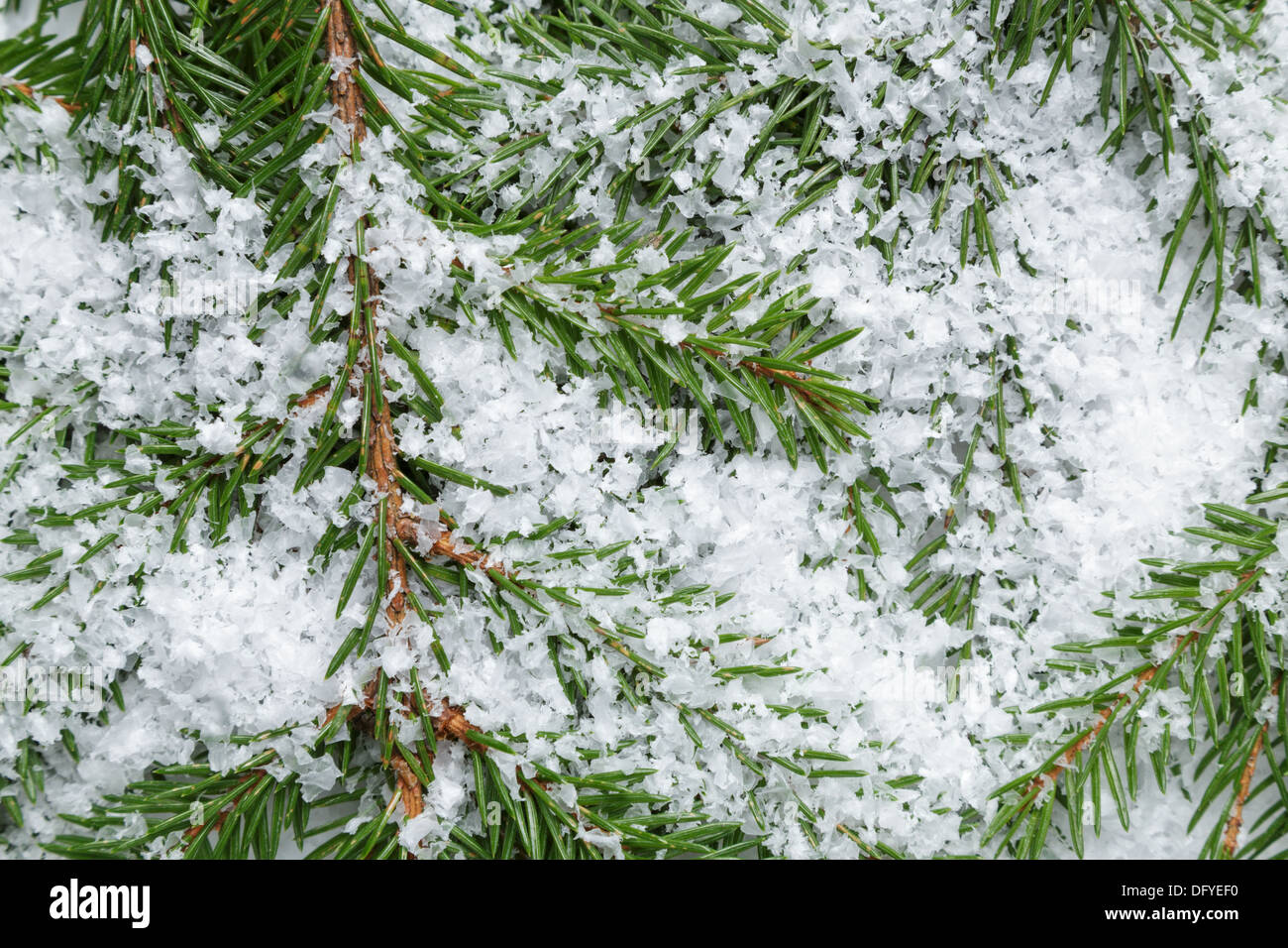 Natural framework fir twigs hi-res stock photography and images - Alamy