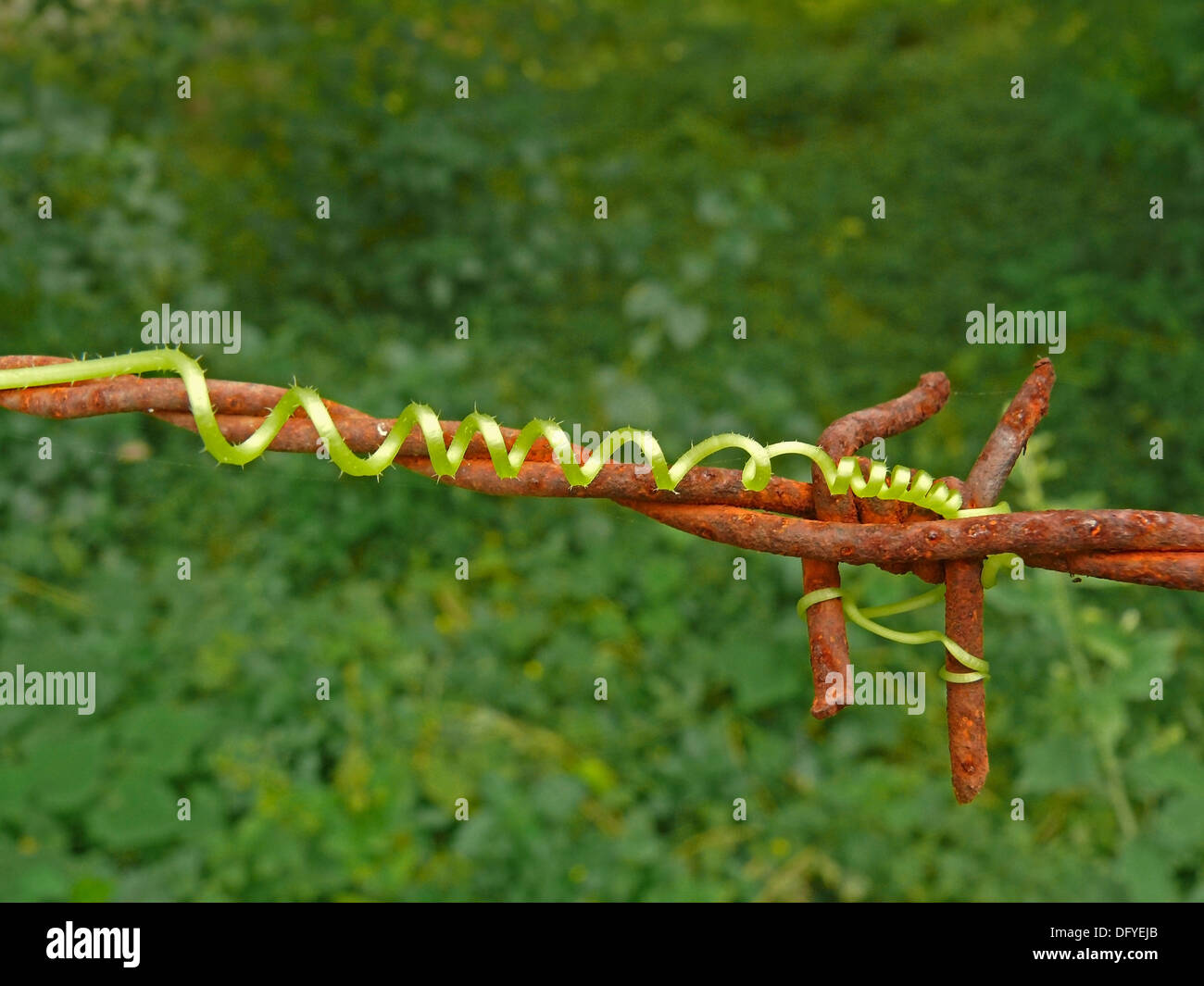 Tendril gourd plant hi-res stock photography and images - Alamy