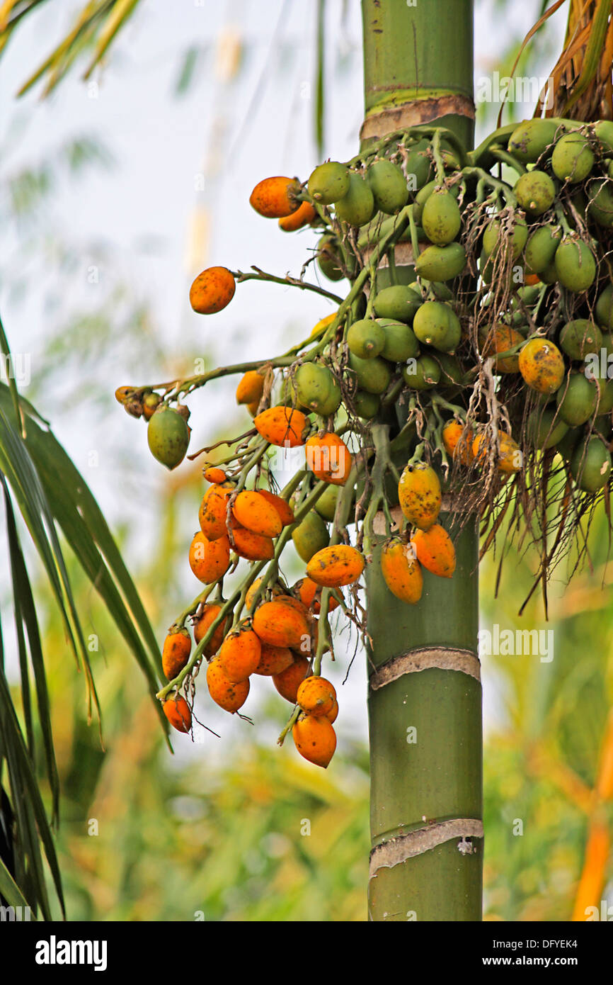 Supari Tree In English