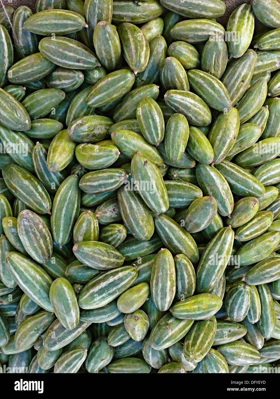 Tindora Stock Photos & Tindora Stock Images - Alamy
