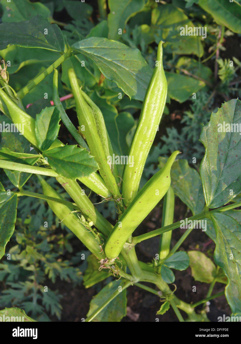 Guar Gum High Resolution Stock Photography and Images - Alamy