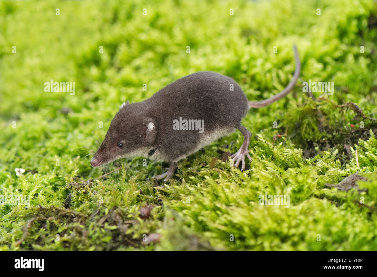 Shrew hi-res stock photography and images - Alamy