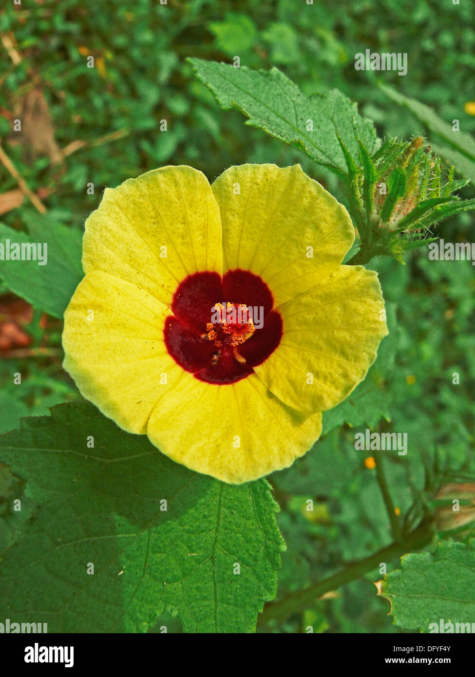 Abelmoschus Manihot High Resolution Stock Photography and Images - Alamy