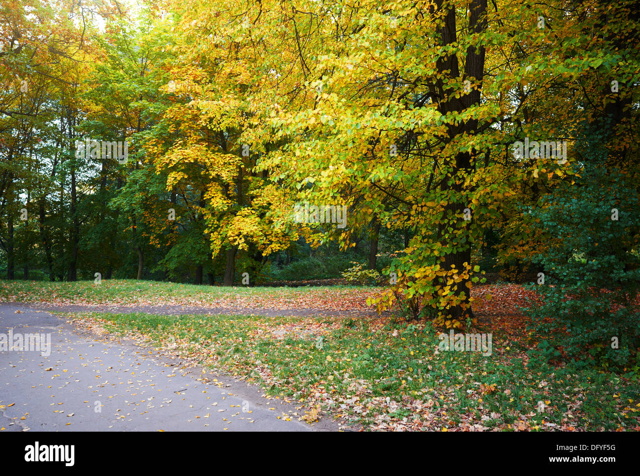 Yellow leaves autumn hi-res stock photography and images - Alamy