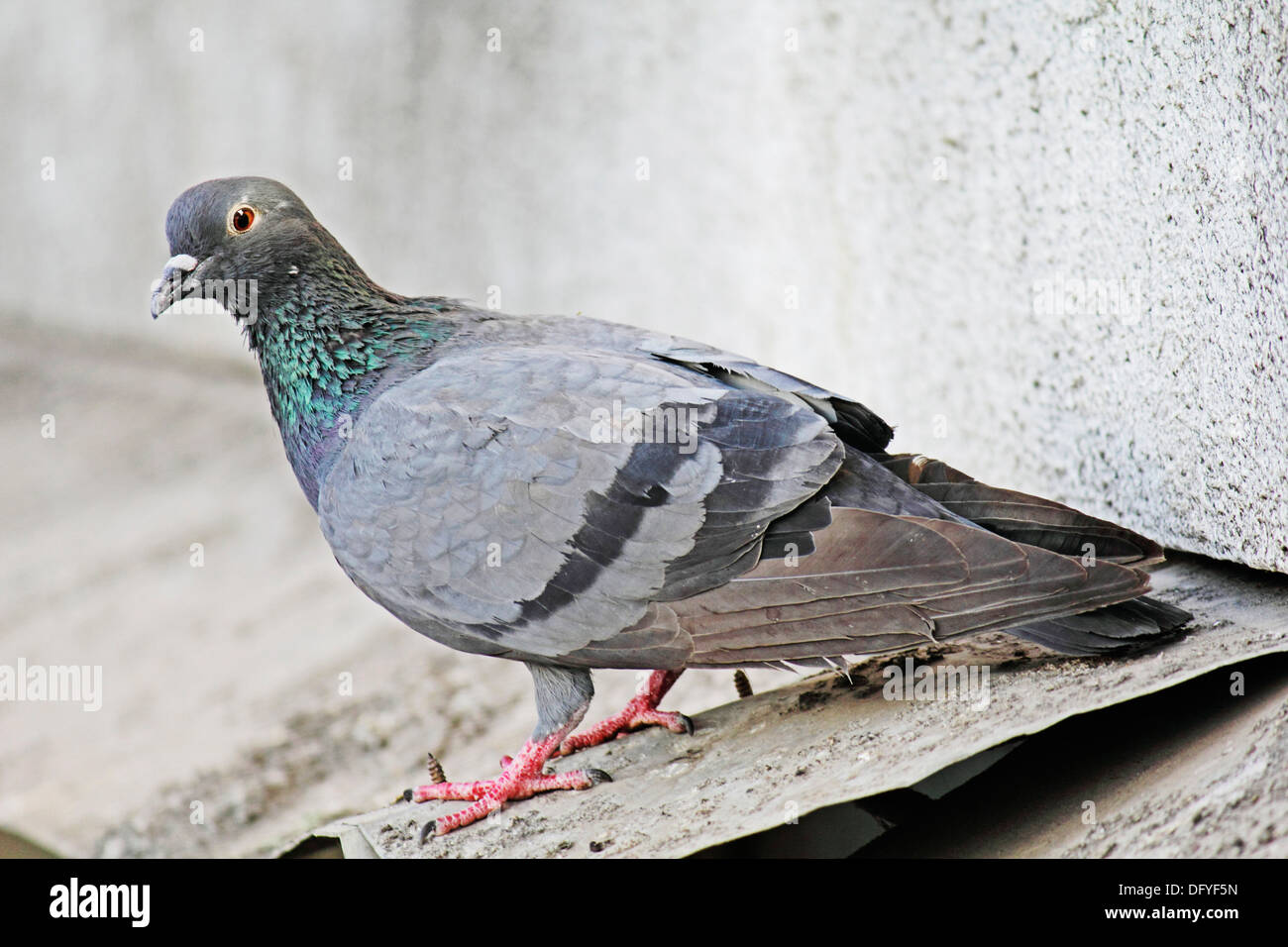 Livia family hi-res stock photography and images - Alamy