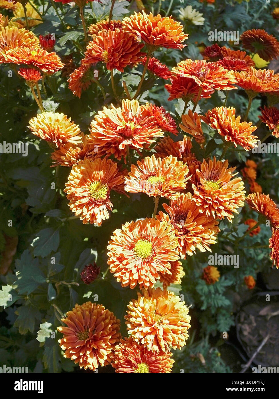 Shewanti flower hi-res stock photography and images - Alamy