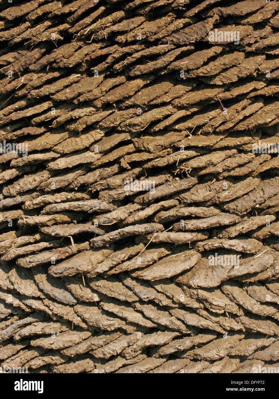 Cow Bum High Resolution Stock Photography and Images - Alamy