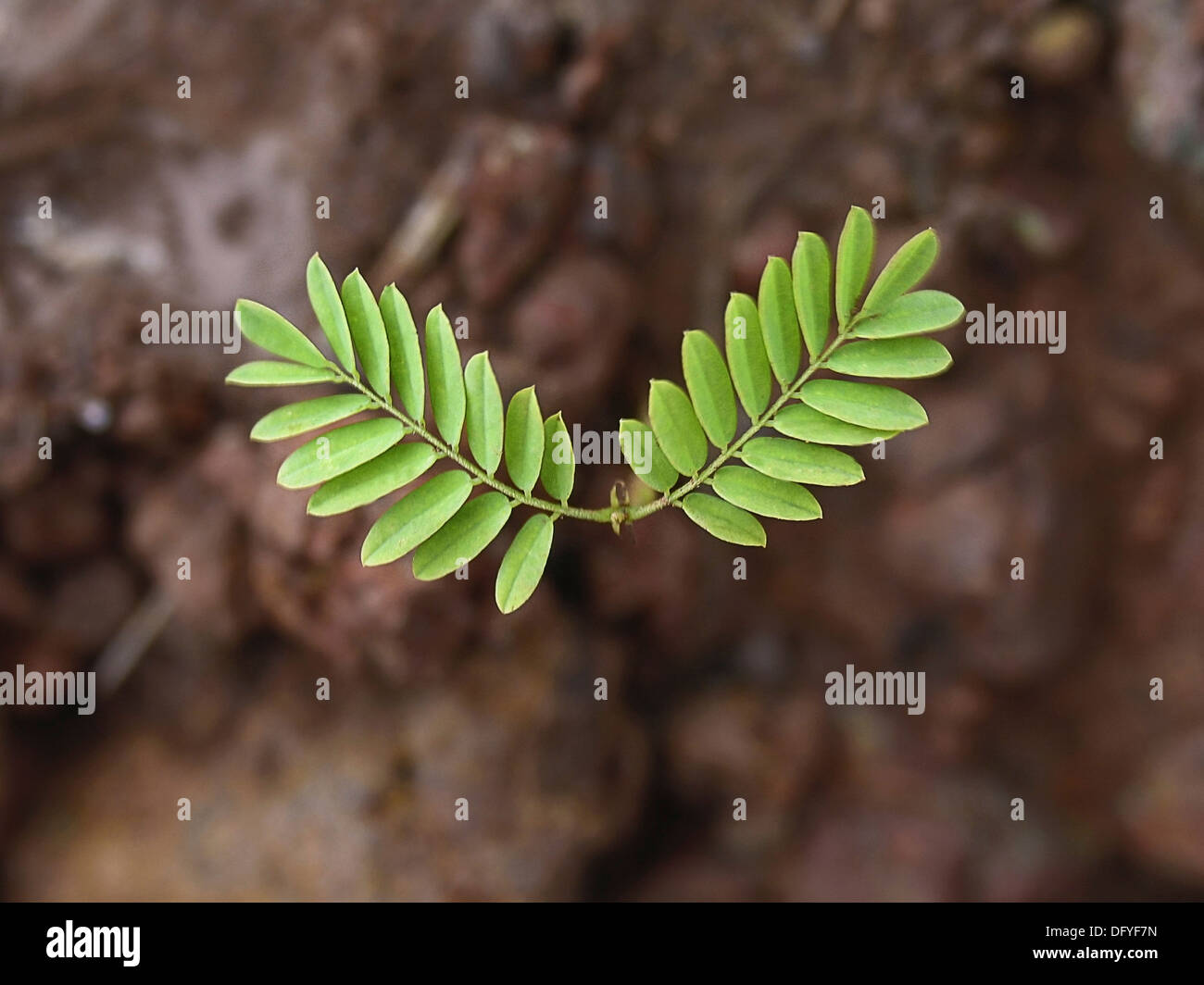 Young plant of Acacia Nilotica, Babhul Stock Photo - Alamy