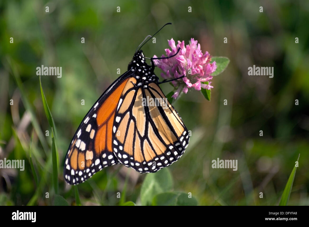 Monarch butterfly, Danaus plexippus, on Red Clover blossom Stock Photo ...
