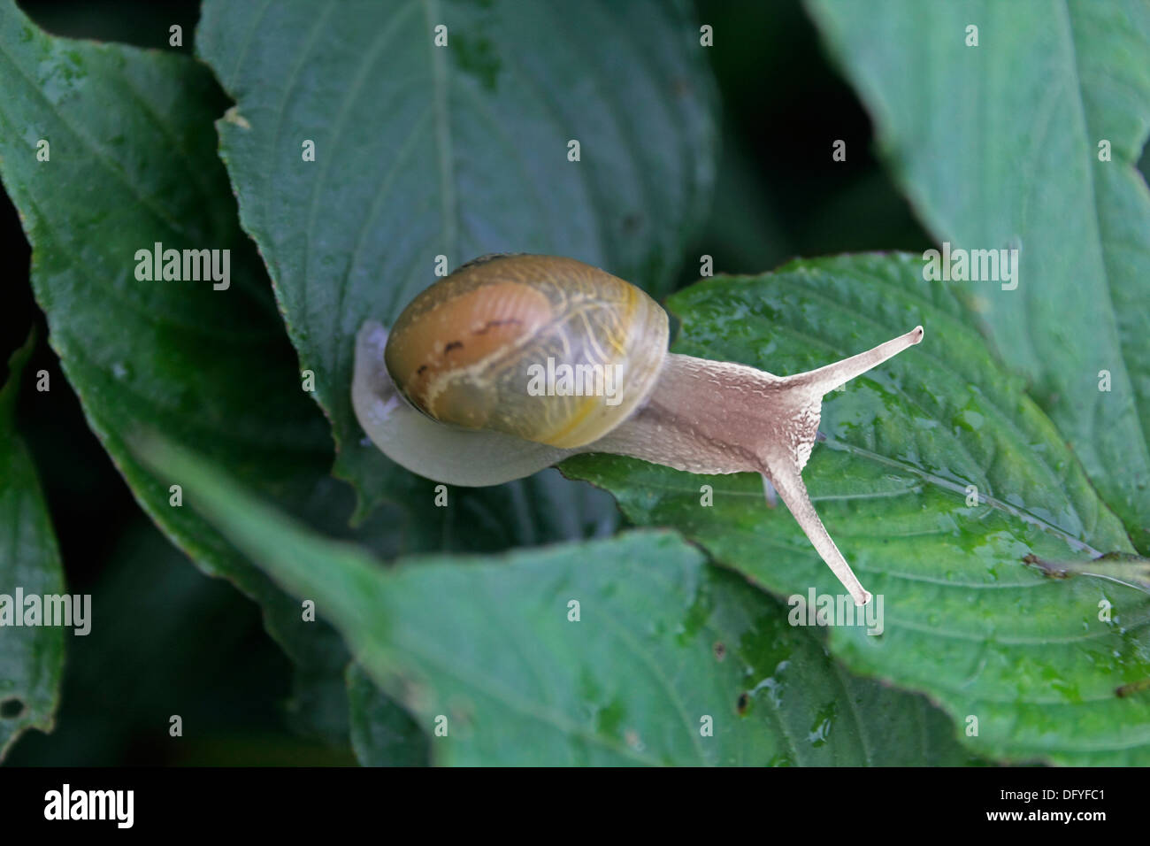 Helix spp hi-res stock photography and images - Alamy