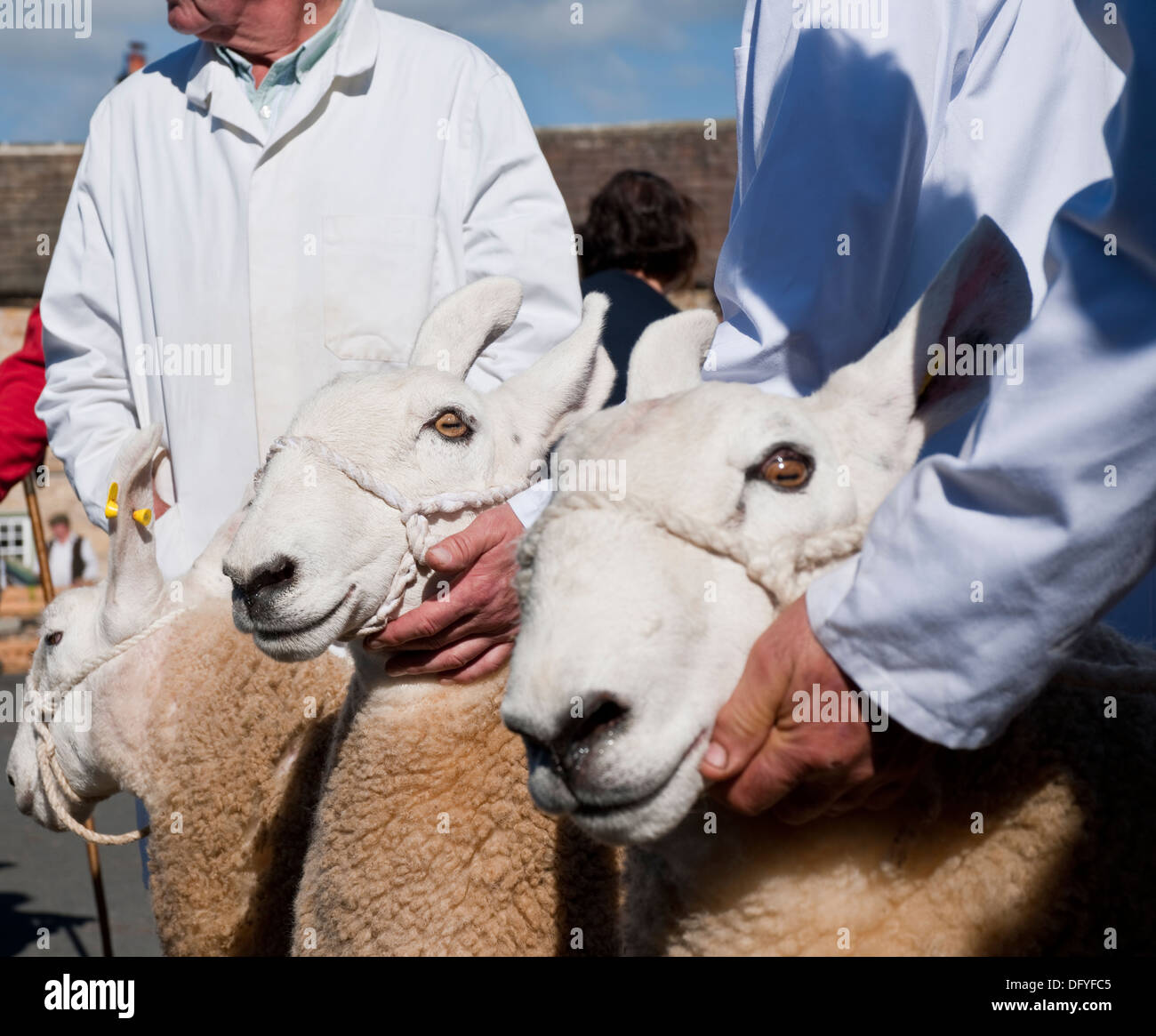 Border leicesters hi-res stock photography and images - Alamy