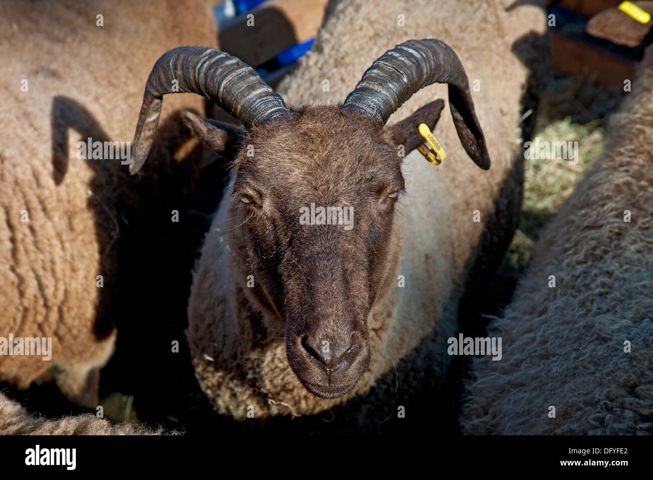 Manx loaghtan sheep hi-res stock photography and images - Alamy
