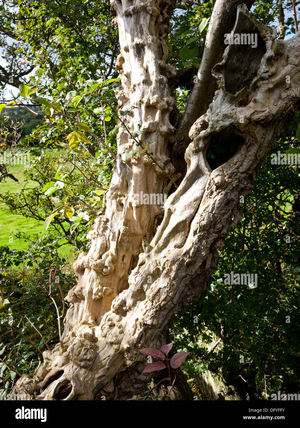 Hollow dead tree hi-res stock photography and images - Alamy