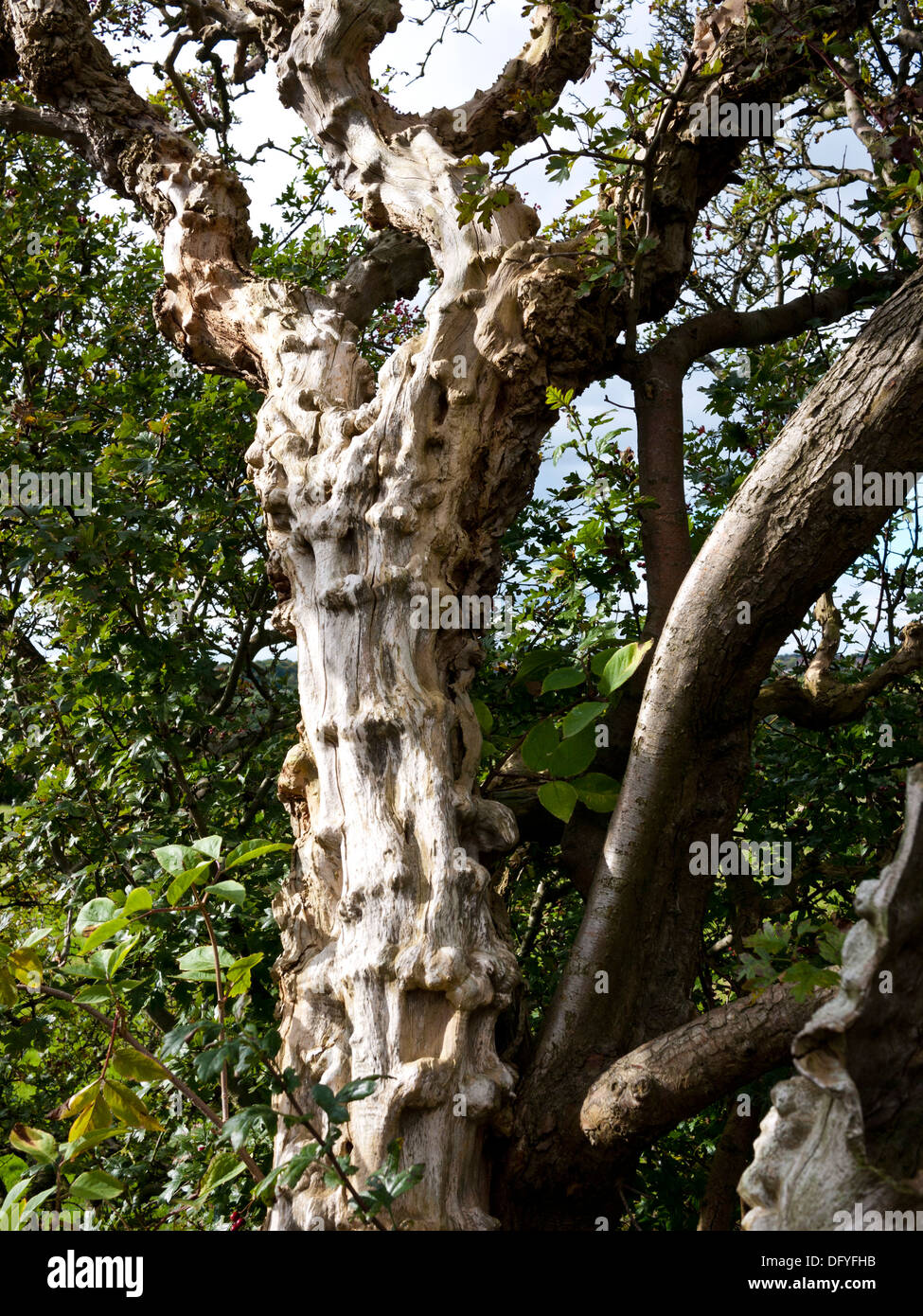 Knotted tree hi-res stock photography and images - Alamy