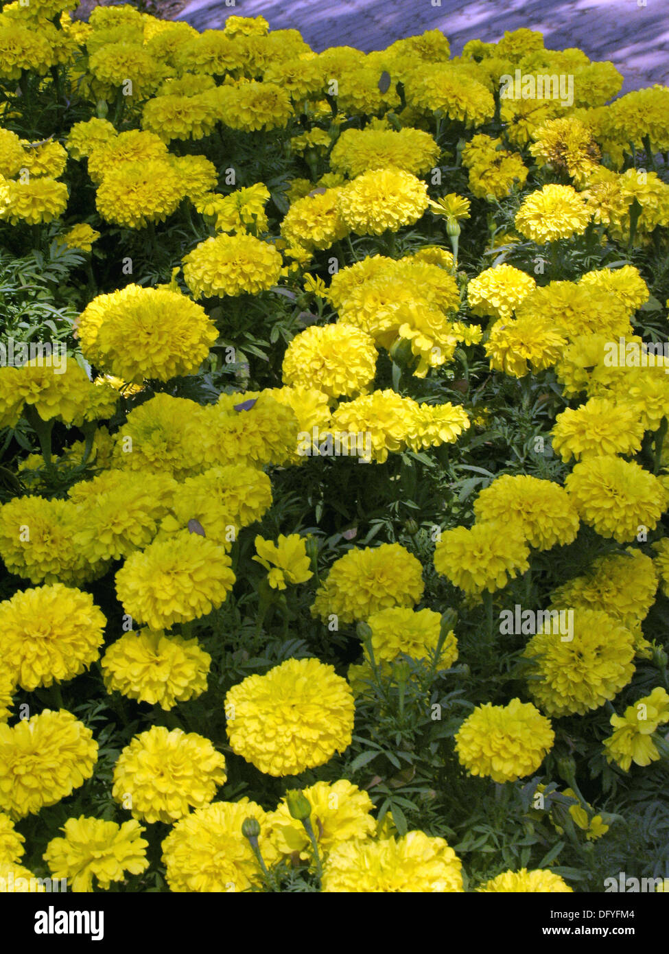 Calendula officinalis linn hi-res stock photography and images - Alamy